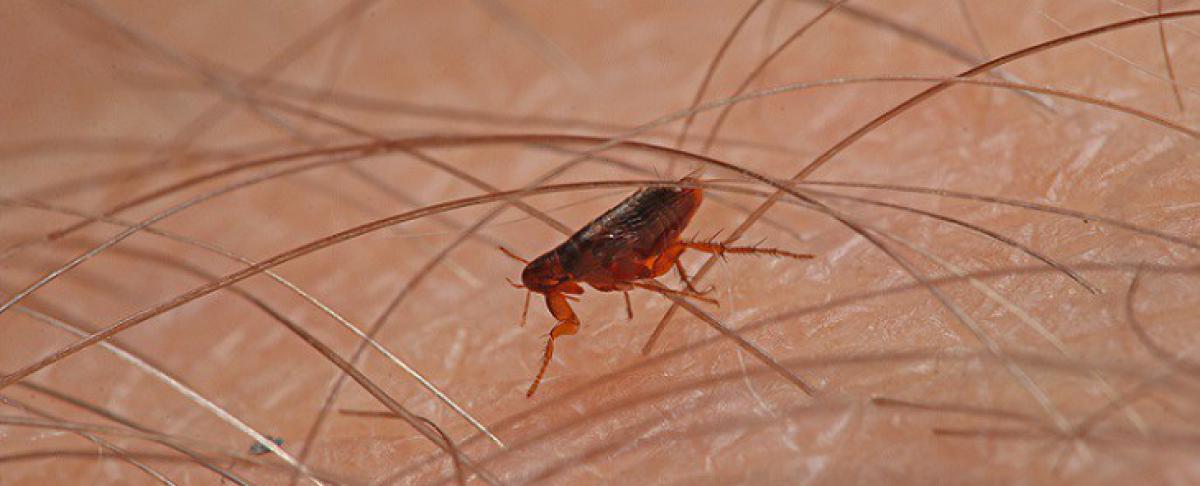 Vlooien: kunnen ze vliegen of springen?